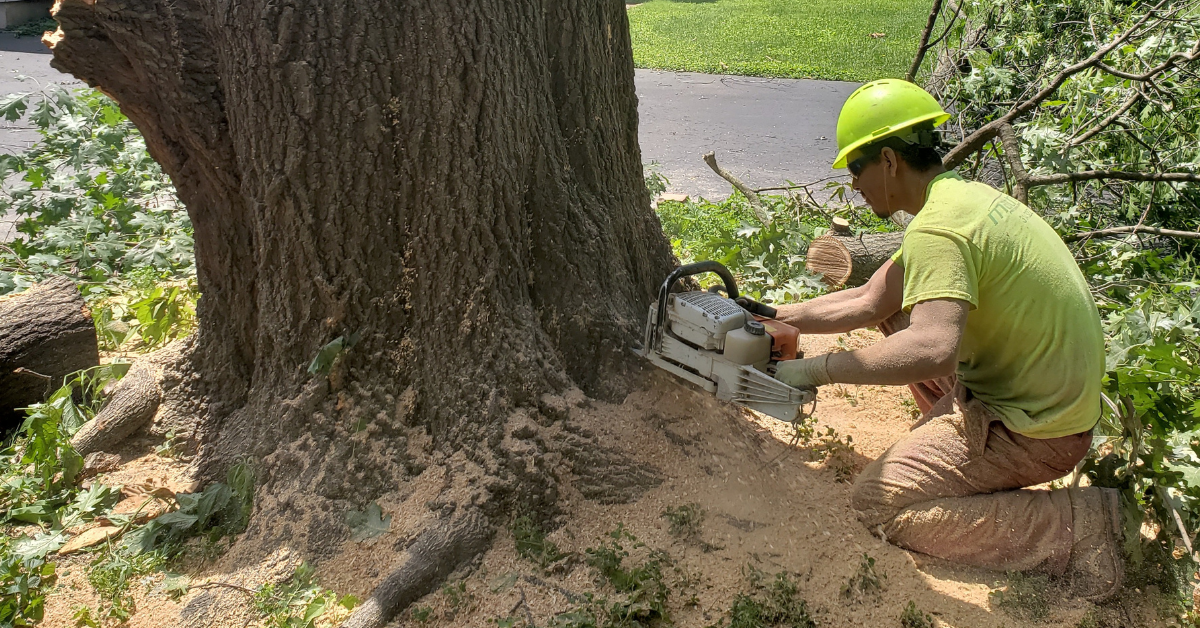 Professional Tree Removal in St. Louis, MO | Mathias Precision Tree Service